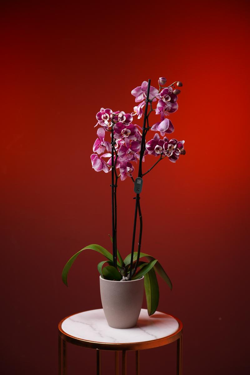 Toshkent Gullari - Цветы в ташкенте | tg.uz