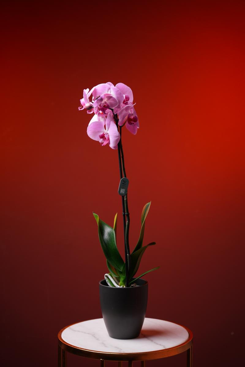 Toshkent Gullari - Цветы в ташкенте | tg.uz