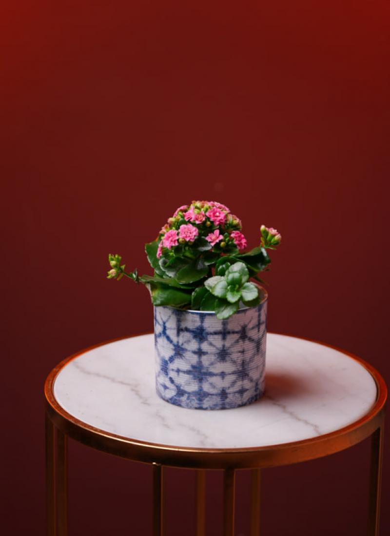 Toshkent Gullari - Цветы в ташкенте | tg.uz