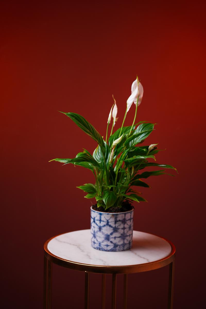 Toshkent Gullari - Цветы в ташкенте | tg.uz