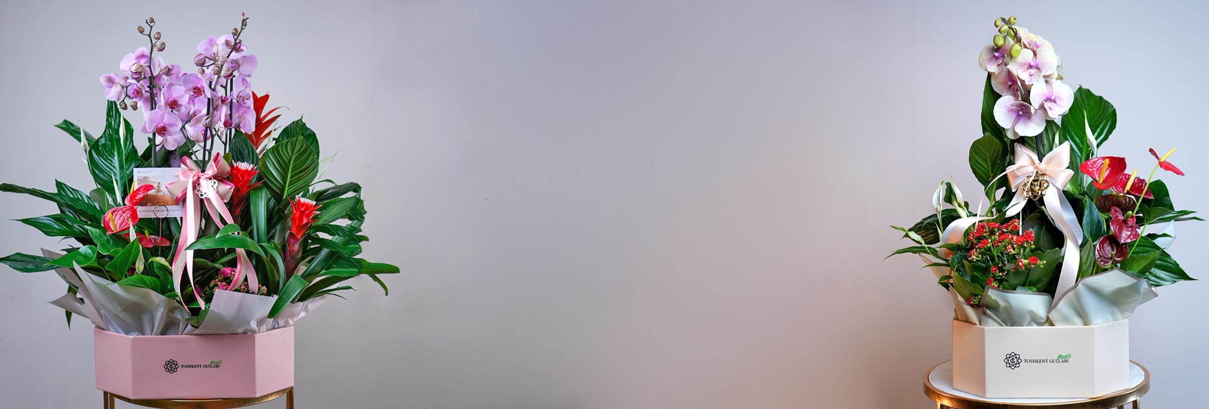 Toshkent Gullari - Цветы в ташкенте | tg.uz